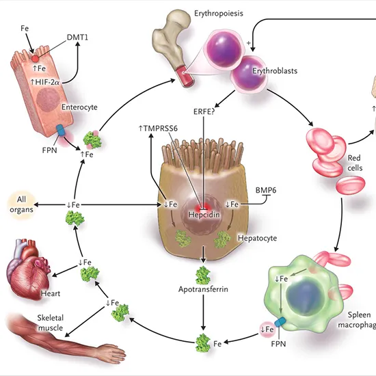 Iron Studies Monitoring Panel | Test Price In Delhi | Cost Near Me ...