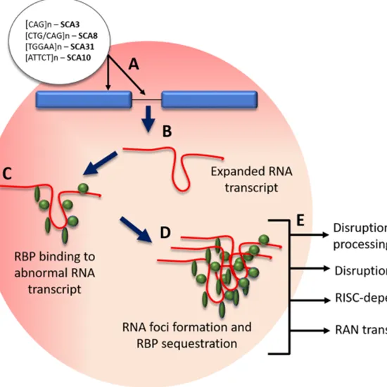 SCA-12: PPP2R2B Gene Mutation Test Cost in Delhi | GDIC