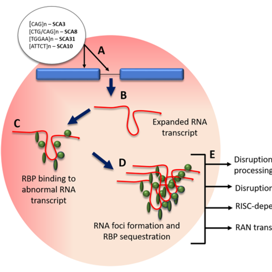 SCA-17: TBP Gene Mutation Test Cost in Delhi | GDIC