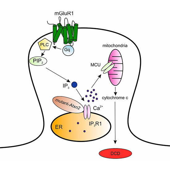 SCA-23: PDYN Gene Mutation Test Cost in Delhi | GDIC