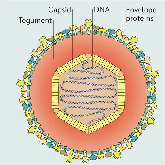 Varicella Zoster Virus (VZV) Antibodies Panel IgG & IgM Test In Delhi ...
