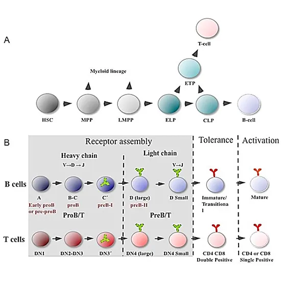 Leukemia Genetic Profile- Any 6 Markers PCR Qualitative Test Cost in ...