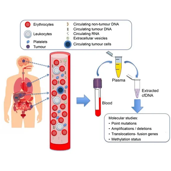 Liquid Biopsy (Cell-Free DNA) EGFR | Test Cost In Delhi, India | Ganesh ...