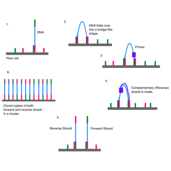 Nx Gen Whole Exome Sequencing, Illumina | Test Price In Delhi, India ...
