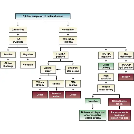 Celiac Disease Screening Panel | Test Price In Delhi | Cost Near Me ...