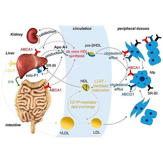 Apolipoprotein (Apo-A1 and Apo B) Ratio Test Cost Near Me | GDIC