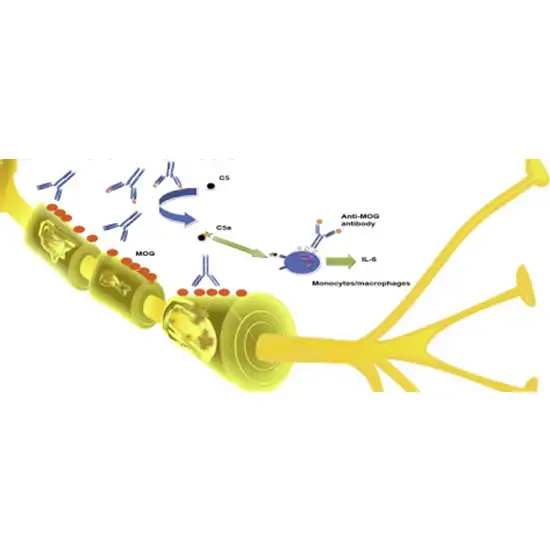Myelin Oligodendrocyte Glycoprotein (MOG) Antibody Test in Delhi, NCR ...