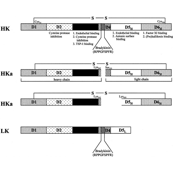 IHC - High Molecular Weight-Kininogen (HMW-K) Test in Delhi NCR, India ...
