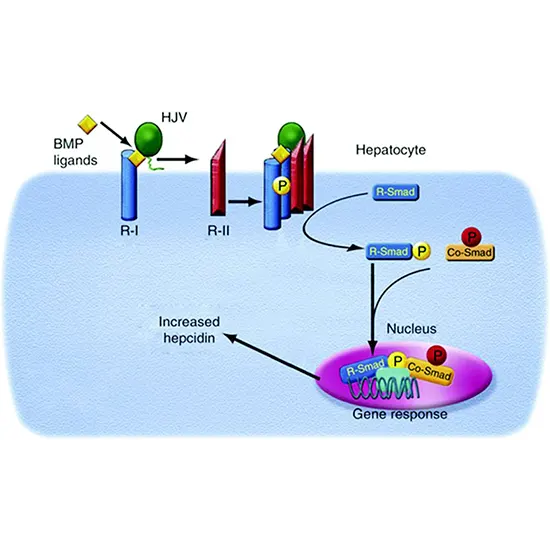Beta Thalassemia - BCL1 & HBS1L - MYB Polymorphism Test | GDIC
