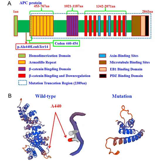 APC Mutation Analysis by Sequencing (Familial Adenomatous Polyposis ...