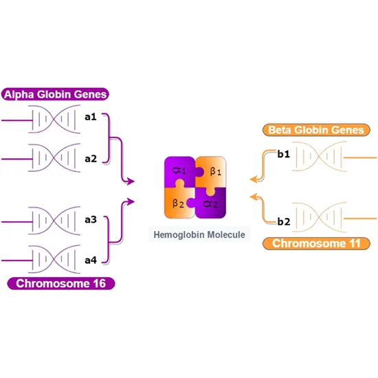 Alpha Thalassemia - HBA1 Gene Sequencing Test in Delhi | GDIC