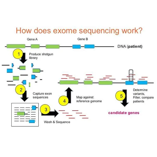 Exome Sequencing Test in Delhi NCR, India | GDIC