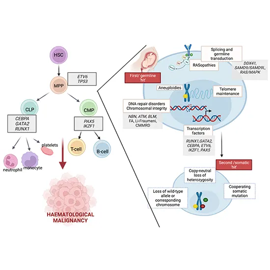 Germline Mutation Panel for Cancer Predisposition (94 Genes) Test | GDIC