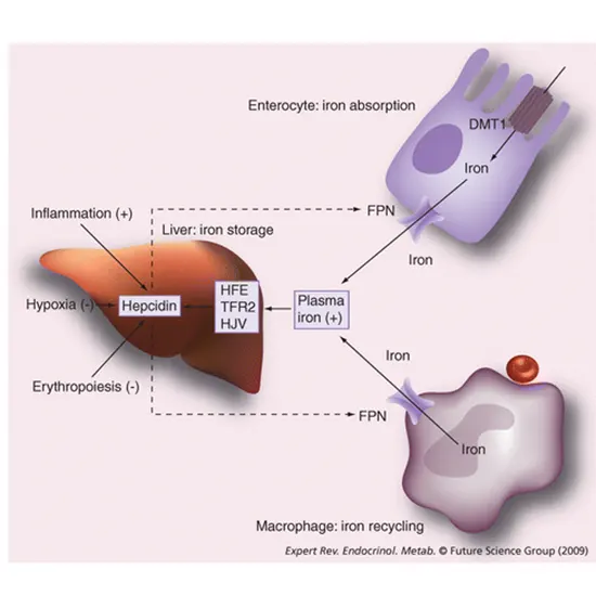 Hemochromatosis (HFE) - 2 Mutations Test in Delhi NCR, India | GDIC