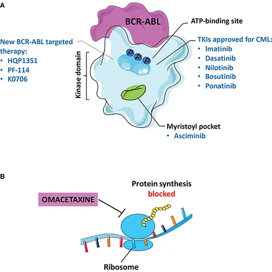 Imatinib Resistance Mutation Analysis - Kinase Domain Test in Delhi | GDIC