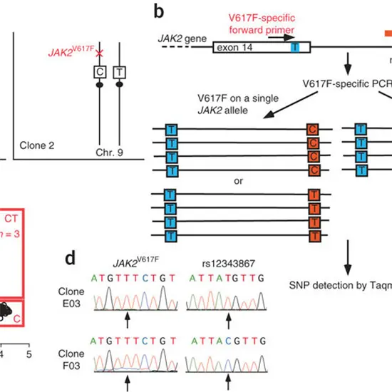 JAK2 Mutation Analysis (Exon 14) Test in Delhi NCR, India | GDIC
