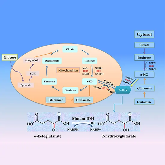 Isocitrate Dehydrogenase-1 (IDH1) Test in Delhi NCR, India | GDIC