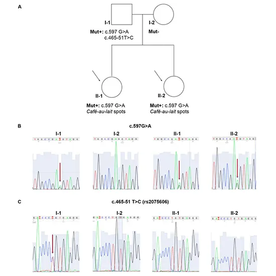 STK11 Mutation Analysis: Peutz-Jeghers Syndrome (PJS) 11 Exons Test | GDIC
