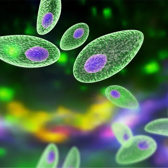 Toxoplasma DNA PCR - Qualitative Test in Delhi NCR, India | GDIC