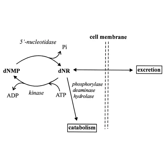 5'-Nucleotidase Test in Dehi NCR, India | GDIC