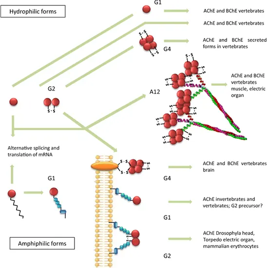 Acetylcholinesterase (RBC) OPC Poisoning Test in Delhi NCR, India | GDIC