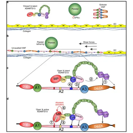 Adenosine Deaminase (ADA) Fluid Test Near You in Delhi | Book Test at ...