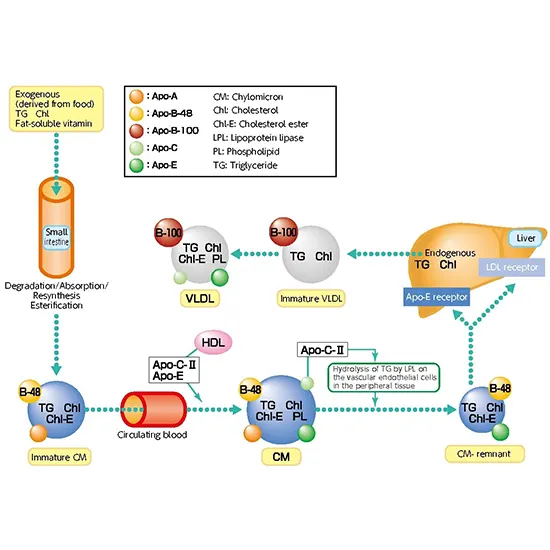 Cardiology | Types Of Cardiology Test, Price List | Cost Near Me, India ...