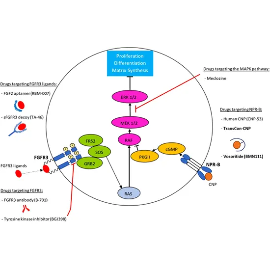 Achondroplasia (FGFR3) Gene Analysis Test in Delhi NCR, India | GDIC