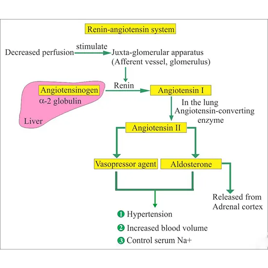 Aldosterone-Plasma Renin Activity Test in Delhi NCR, India | GDIC