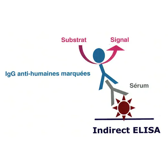 Anti Nuclear Antibody-IFA | Test Price In Delhi | Cost Near Me, India ...