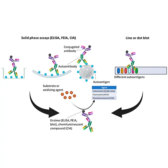 Types Of Rheumatology Tests | Price List Rheumatology Test In India ...