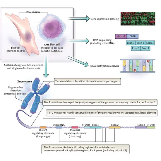 AML Characterization and Comprehensive Molecular Panel Test | GDIC