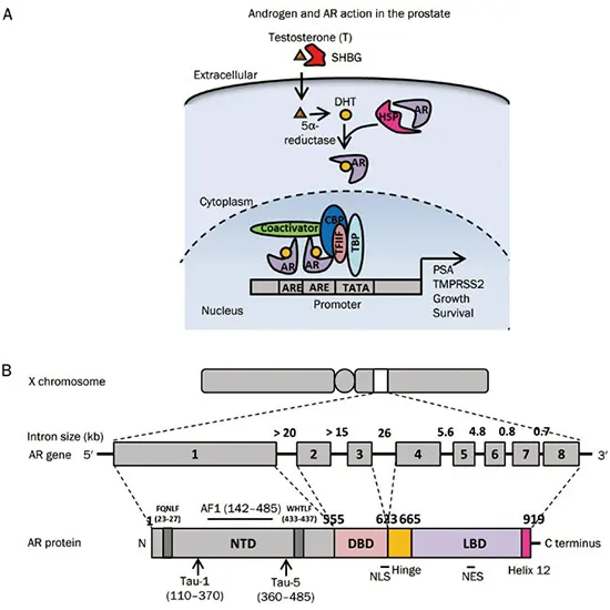 Androgen Receptor (AR) Gene Analysis Test in Delhi NCR, India | GDIC
