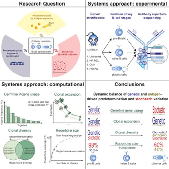 B-Cell Clonality Analysis, IgH) | Test Price In Delhi, India | Ganesh ...