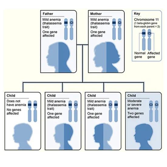 Beta Thalassemia: Ganesh Diagnostic