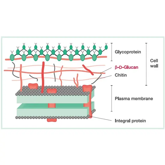 (1, 3) Beta-D Glucan Assay Diagnosis of Invasive Fungal Disease