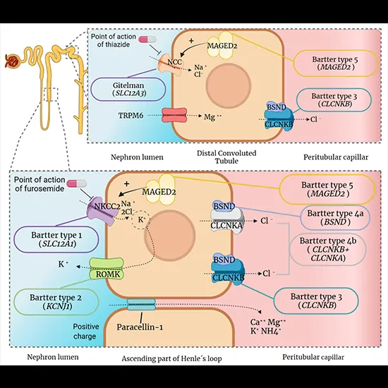 Bartter Syndrome Gene Panel Test in Delhi NCR, India | GDIC