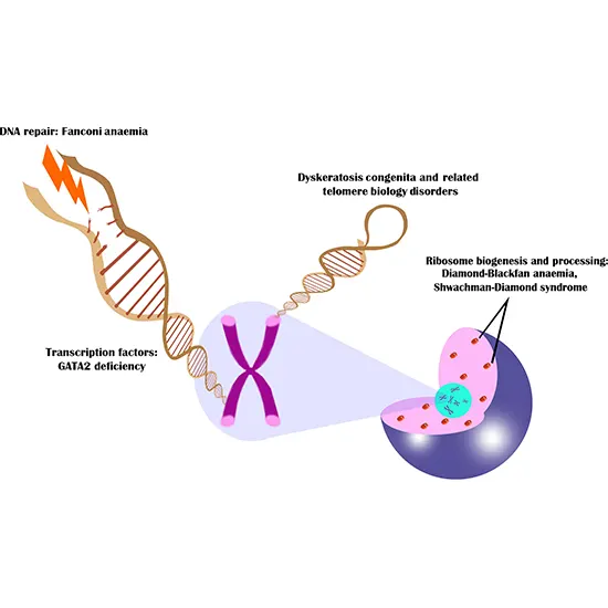 Bone Marrow Failure Syndrome Gene Panel Test Near You in Delhi | Book ...