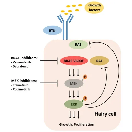 BRAF V600E for Hairy Cell Leukemia Test in Delhi NCR, India | GDIC