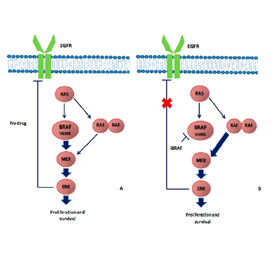 BRAF V600E Mutation Test in Delhi NCR, India | GDIC
