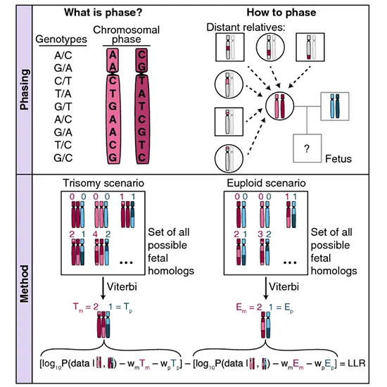 Chromosome Analysis for Aneuploidy Detection Test in Delhi NCR, India ...