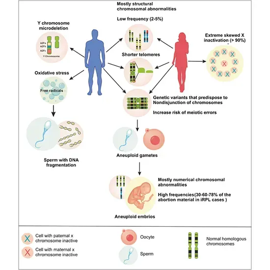 Chromosome Analysis (Married Couple) Test in Delhi NCR, India | GDIC