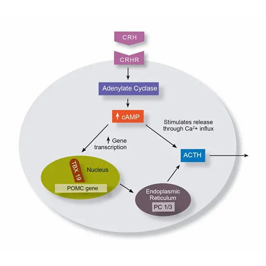 Congenital Hypopituitarism Gene Panel Test in Delhi NCR, India | GDIC