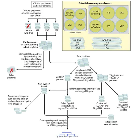 Culture Mold Antifungal Drug Sensitivity (DST) | Test In Delhi, India ...