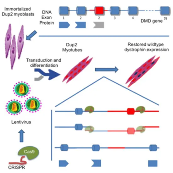 DMD BMD-79 exons Deletion / Duplication Analysis MLPA Blood Test | GDIC