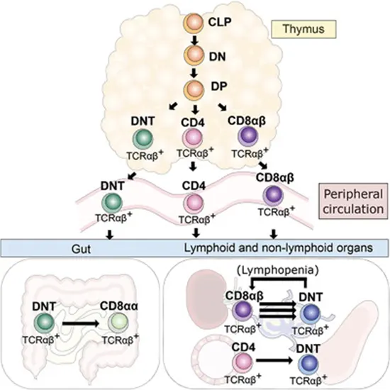 Double Negative T-Cells (DNT) Test in Delhi NCR, India | GDIC