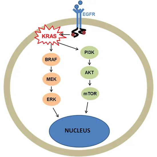 Extended RAS Testing Test in Delhi NCR, India | GDIC