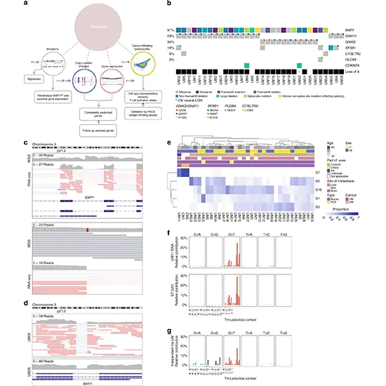 GeneCORE Somatic Immunotherapy Panel Advanced Test in Delhi | GDIC
