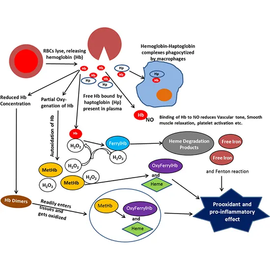 Free Hemoglobin Plasma | Test Price In Delhi | Cost Near Me, India ...