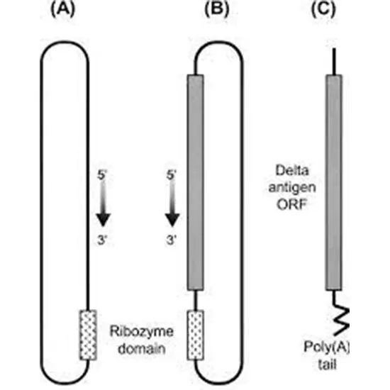 HDV RNA Detection | Test Price In Delhi | Cost Near Me, India | Ganesh ...